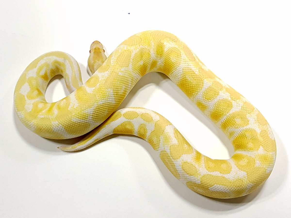 Albino Ghi Lesser - Morph List - World of Ball Pythons Albino Ghi Lesser - Morph List - World of Ball Pythons