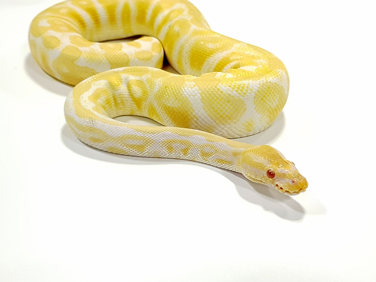 Albino Ghi Lesser - Morph List - World of Ball Pythons Albino Ghi Lesser - Morph List - World of Ball Pythons