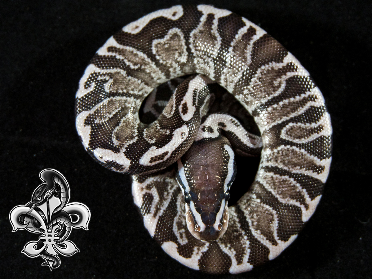 Axanthic Fire Ghi - Snake Keeper Line - Morph List - World of Ball Pythons Axanthic Fire Ghi - Snake Keeper Line - Morph List - World of Ball Pythons