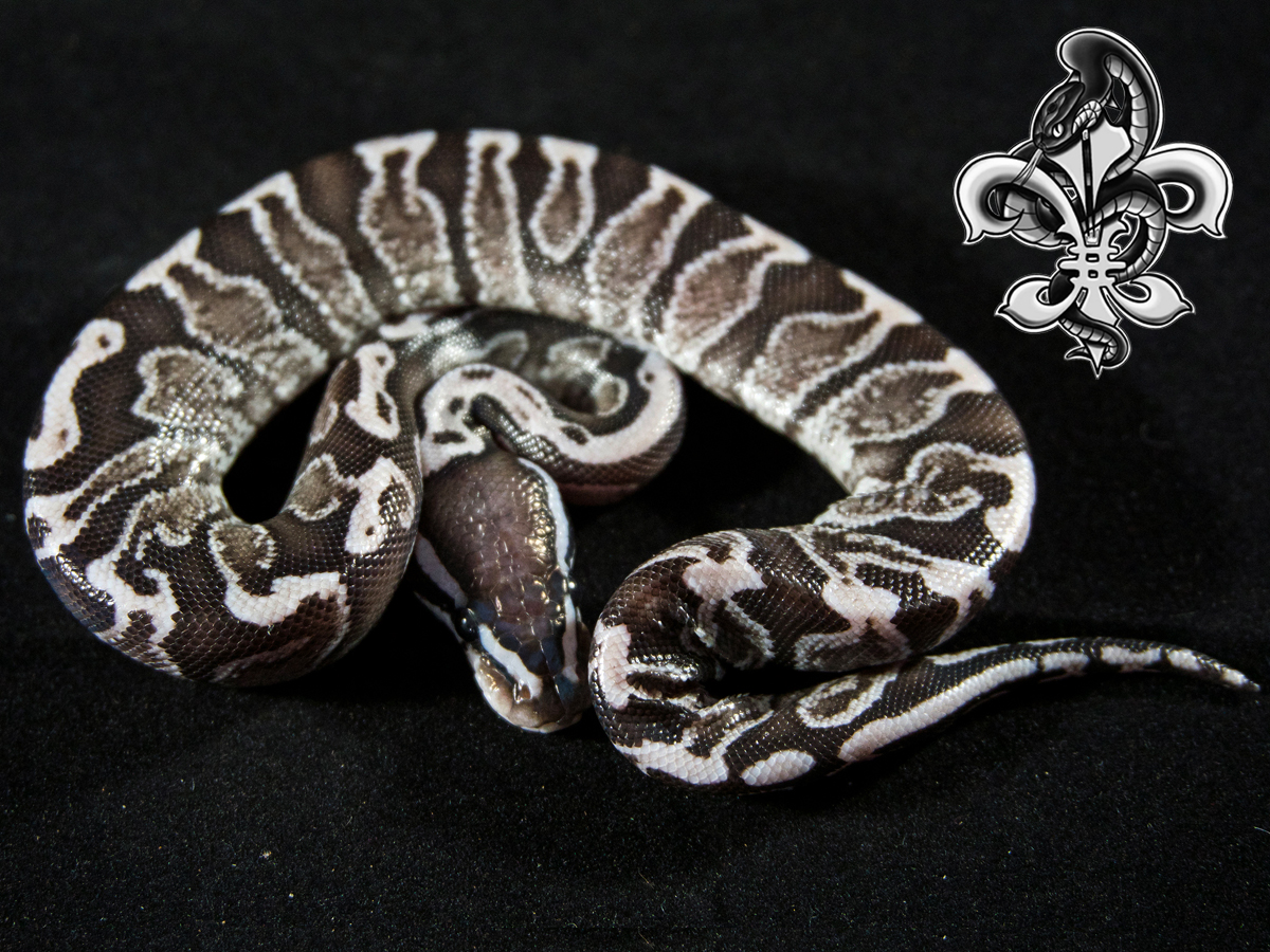 Axanthic Fire Ghi - Snake Keeper Line - Morph List - World of Ball Pythons Axanthic Fire Ghi - Snake Keeper Line - Morph List - World of Ball Pythons