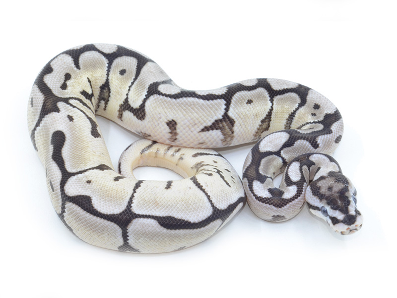 Axanthic Phantom Spider - Vpi Line - Morph List - World of Ball Pythons Axanthic Phantom Spider - Vpi Line - Morph List - World of Ball Pythons