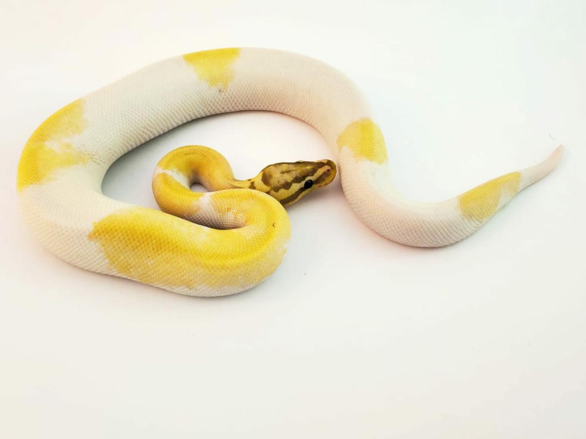 Banana Calico Pastel Piebald - Morph List - World of Ball Pythons Banana Calico Pastel Piebald - Morph List - World of Ball Pythons