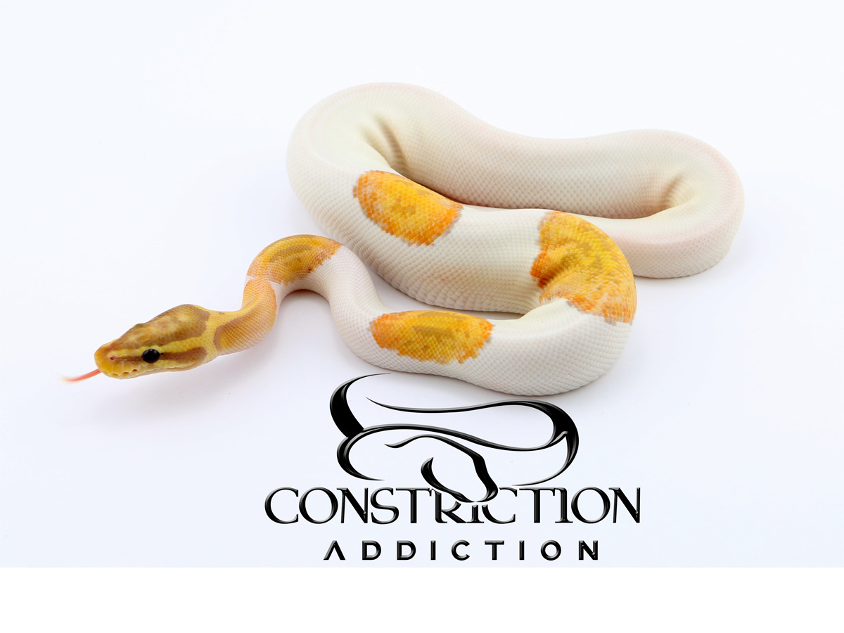 Banana Pastel Piebald Yellow Belly - Morph List - World of Ball Pythons Banana Pastel Piebald Yellow Belly - Morph List - World of Ball Pythons