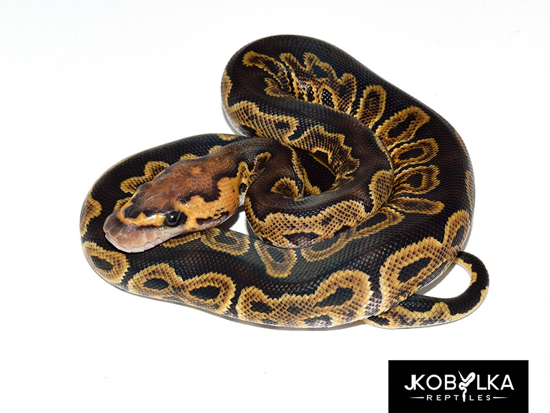 Black Pastel Clown Ghi - Morph List - World of Ball Pythons Black Pastel Clown Ghi - Morph List - World of Ball Pythons