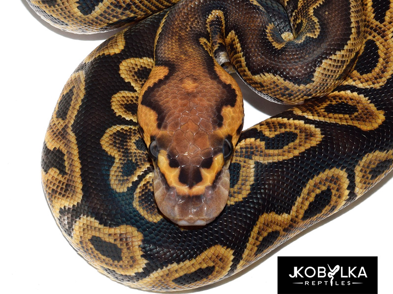 Black Pastel Clown Ghi - Morph List - World of Ball Pythons Black Pastel Clown Ghi - Morph List - World of Ball Pythons