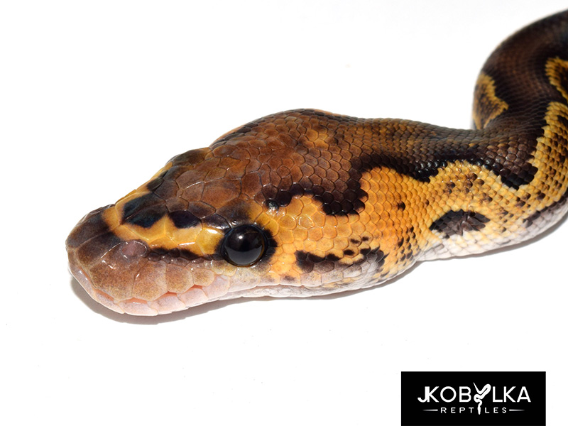 Black Pastel Clown Ghi - Morph List - World of Ball Pythons Black Pastel Clown Ghi - Morph List - World of Ball Pythons