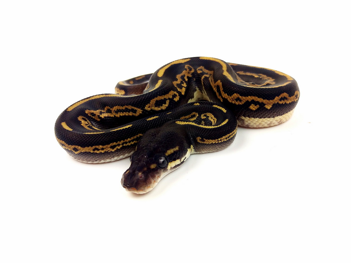 Black Pastel Leopard Mojave - Morph List - World of Ball Pythons Black Pastel Leopard Mojave - Morph List - World of Ball Pythons