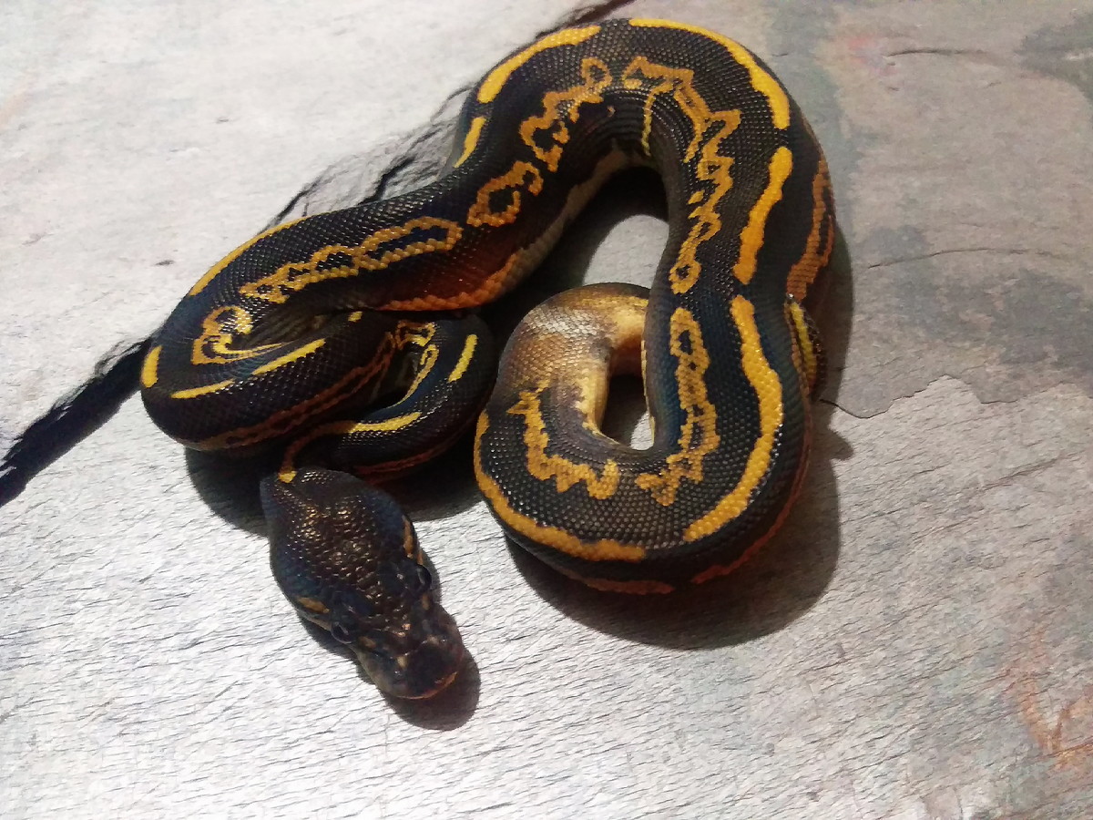 Black Pastel Leopard Mojave - Morph List - World of Ball Pythons Black Pastel Leopard Mojave - Morph List - World of Ball Pythons