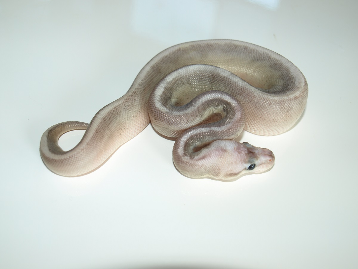 Black Pastel Mojave Spider Super Pastel - Morph List - World of Ball ... Black Pastel Mojave Spider Super Pastel - Morph List - World of Ball ...