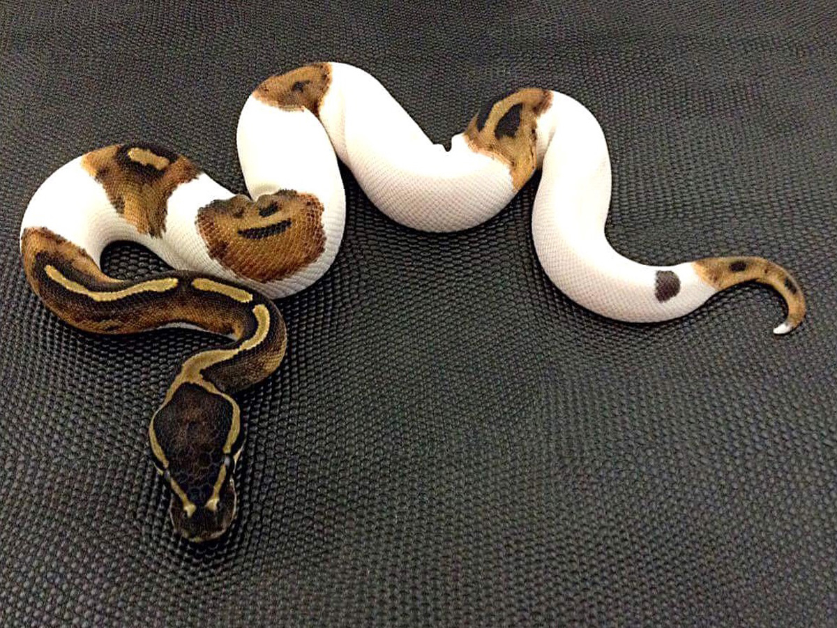 Black Pastel Piebald Specter - Morph List - World of Ball Pythons Black Pastel Piebald Specter - Morph List - World of Ball Pythons