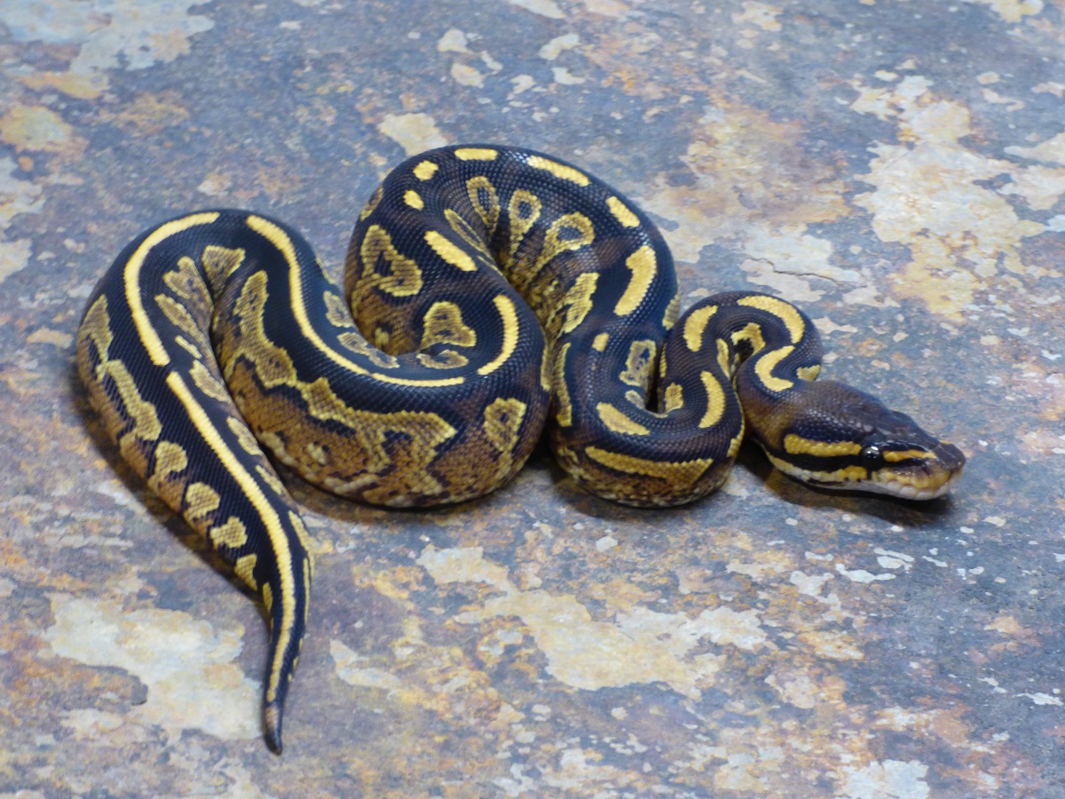 Bongo Yellow Belly - Morph List - World of Ball Pythons Bongo Yellow Belly - Morph List - World of Ball Pythons