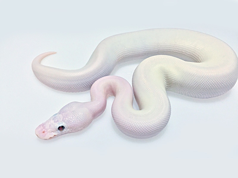 Butter Pastel Piebald - Morph List - World of Ball Pythons Butter Pastel Piebald - Morph List - World of Ball Pythons
