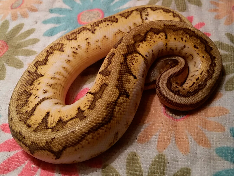 Calico Pastel Pinstripe - Morph List - World of Ball Pythons Calico Pastel Pinstripe - Morph List - World of Ball Pythons