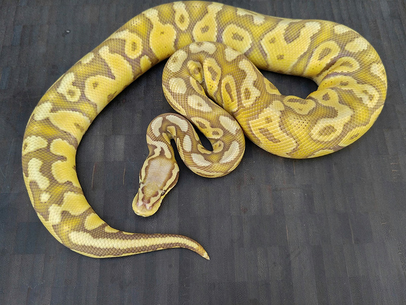 Caramel Albino Ghost Pastel - Morph List - World of Ball Pythons Caramel Albino Ghost Pastel - Morph List - World of Ball Pythons