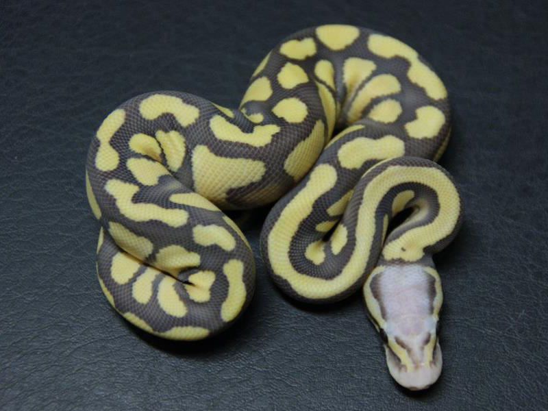 Caramel Desert Ghost Pastel - Morph List - World of Ball Pythons Caramel Desert Ghost Pastel - Morph List - World of Ball Pythons