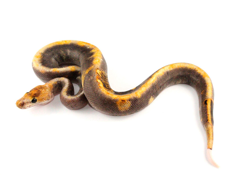 Champagne Ghi Lesser Pastel - Morph List - World of Ball Pythons Champagne Ghi Lesser Pastel - Morph List - World of Ball Pythons