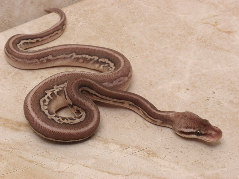 Cinnamon Leopard Mojave Pastel - Morph List - World of Ball Pythons Cinnamon Leopard Mojave Pastel - Morph List - World of Ball Pythons
