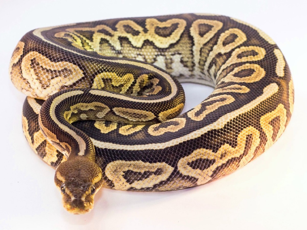 Cinnamon Mojave Spotnose - Morph List - World of Ball Pythons Cinnamon Mojave Spotnose - Morph List - World of Ball Pythons
