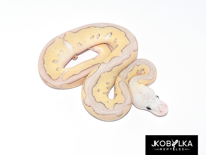 Clown Ghi Leopard Lesser Pastel - Morph List - World of Ball Pythons Clown Ghi Leopard Lesser Pastel - Morph List - World of Ball Pythons
