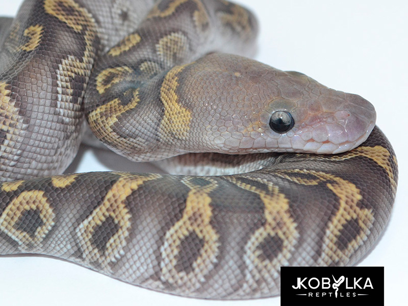 Clown Ghi Mojave - Morph List - World of Ball Pythons Clown Ghi Mojave - Morph List - World of Ball Pythons