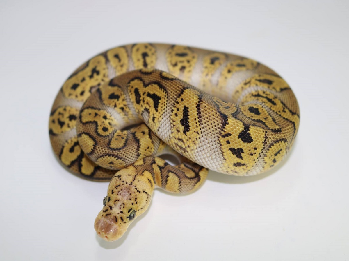 Clown Ghi Pastel - Morph List - World of Ball Pythons Clown Ghi Pastel - Morph List - World of Ball Pythons