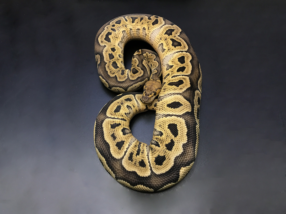 Clown Ghi - Morph List - World of Ball Pythons Clown Ghi - Morph List - World of Ball Pythons