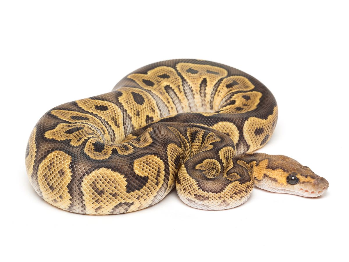 Clown Ghi - Morph List - World of Ball Pythons Clown Ghi - Morph List - World of Ball Pythons