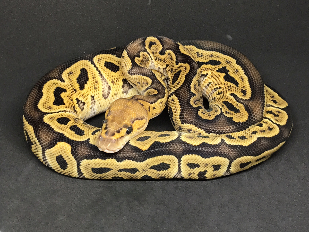 Clown Ghi - Morph List - World of Ball Pythons Clown Ghi - Morph List - World of Ball Pythons