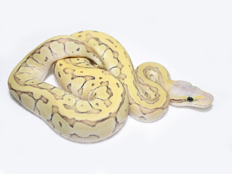 Desert Ghost Mojave Pastel Pinstripe - Morph List - World of Ball Pythons Desert Ghost Mojave Pastel Pinstripe - Morph List - World of Ball Pythons