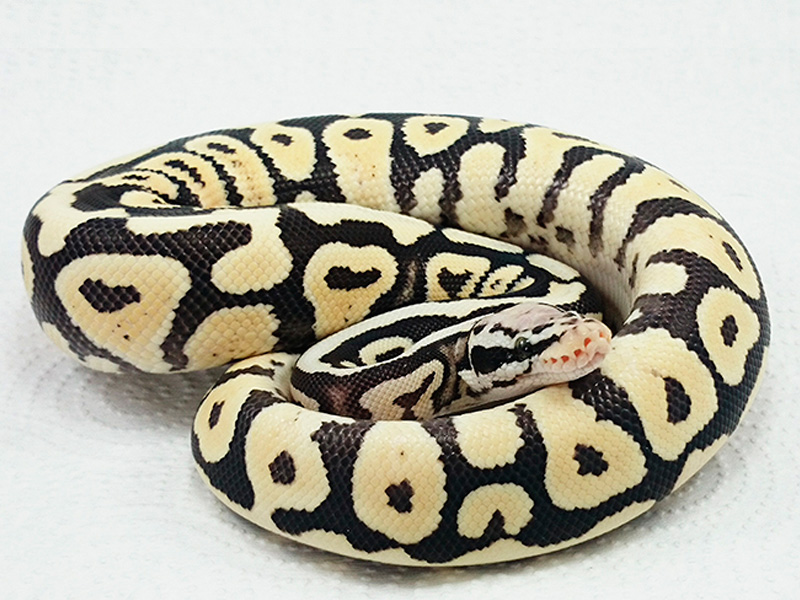Desert Ghost Pastel Spotnose - Morph List - World of Ball Pythons Desert Ghost Pastel Spotnose - Morph List - World of Ball Pythons