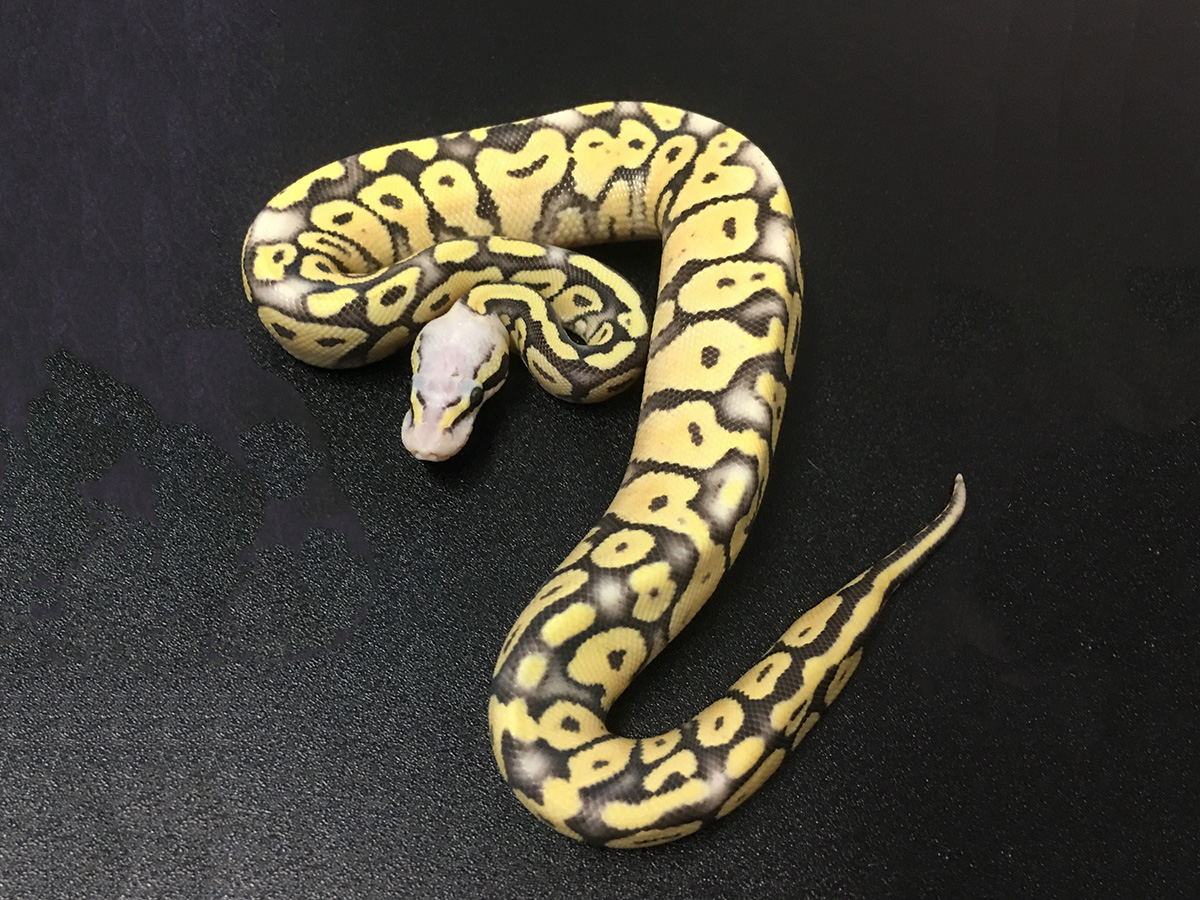 Desert Ghost Super Pastel Vanilla - Morph List - World of Ball Pythons Desert Ghost Super Pastel Vanilla - Morph List - World of Ball Pythons