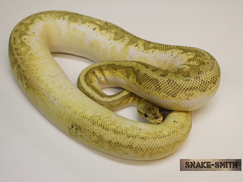 Emperor Pinstripe Calico - Morph List - World of Ball Pythons Emperor Pinstripe Calico - Morph List - World of Ball Pythons