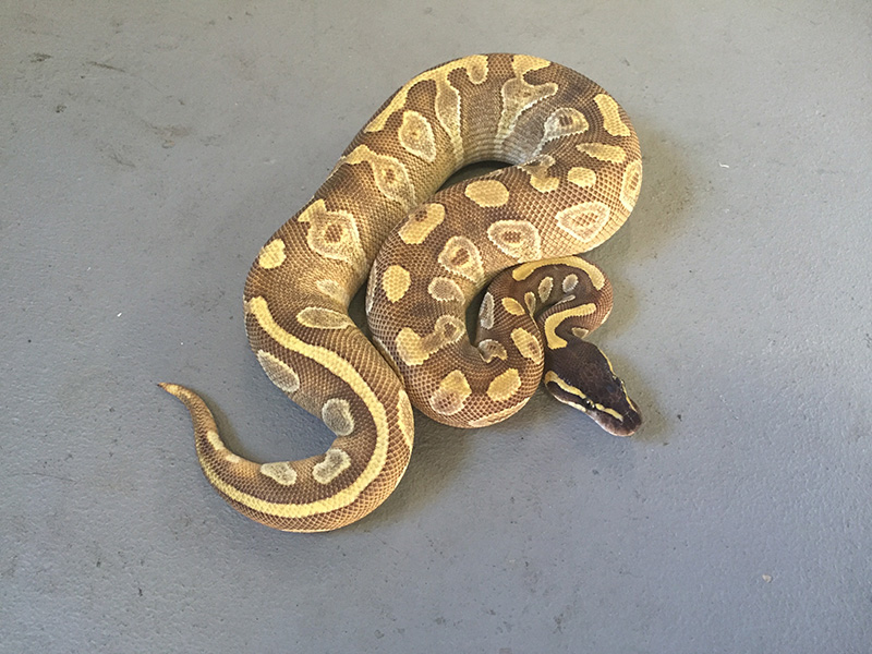 Enchi Mahogany Mojave - Morph List - World of Ball Pythons Enchi Mahogany Mojave - Morph List - World of Ball Pythons