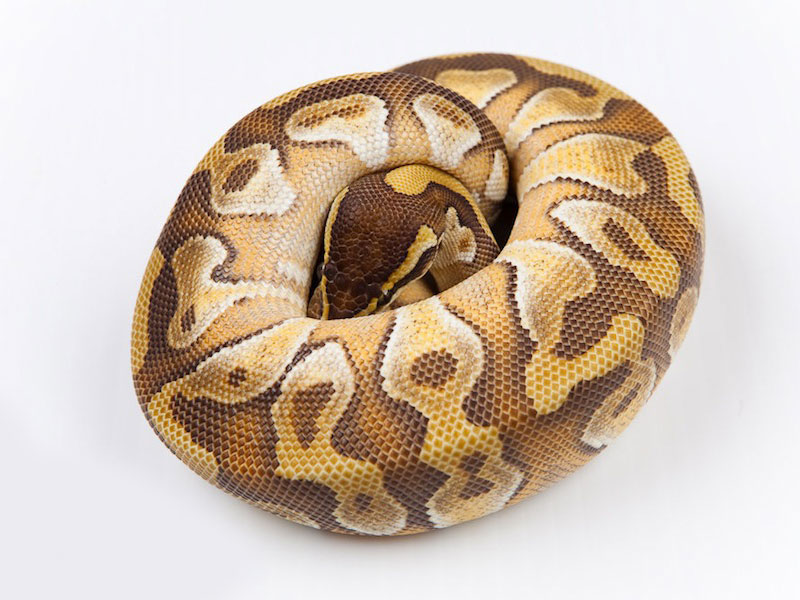 Enchi Mojave - Morph List - World of Ball Pythons Enchi Mojave - Morph List - World of Ball Pythons