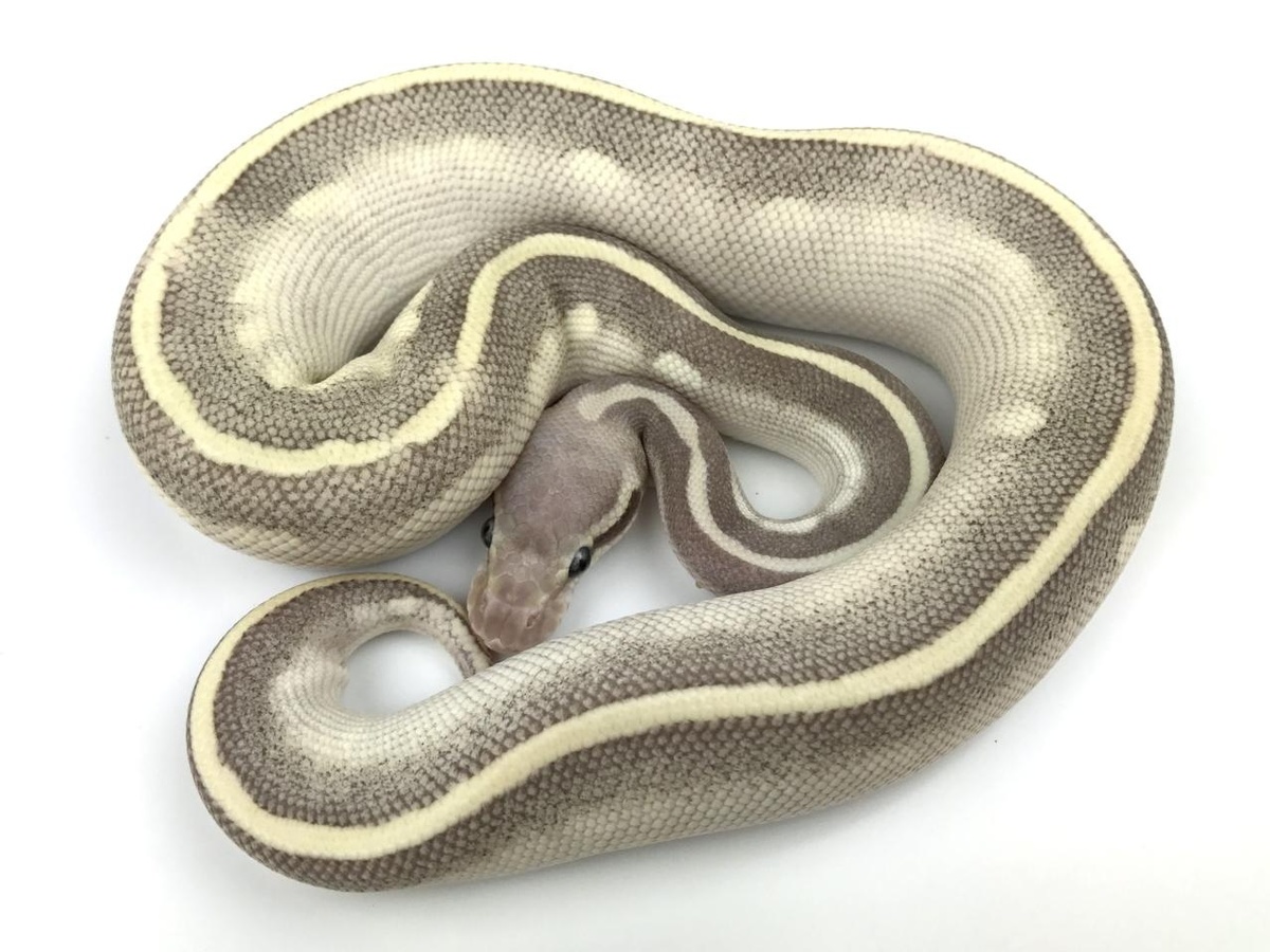 Ghi Mojave Mystic Pastel - Morph List - World of Ball Pythons Ghi Mojave Mystic Pastel - Morph List - World of Ball Pythons