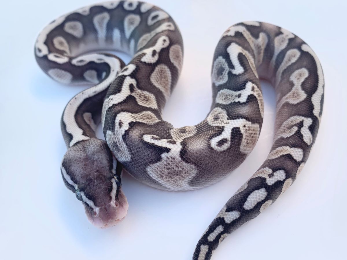 Ghi Lesser Pastel - Morph List - World of Ball Pythons Ghi Lesser Pastel - Morph List - World of Ball Pythons