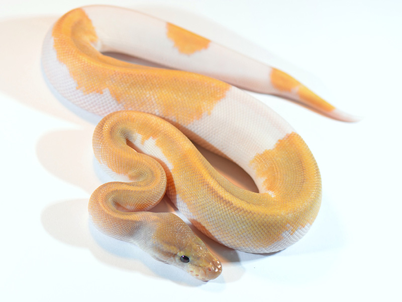 Ghost Mojave Pied - Morph List - World of Ball Pythons Ghost Mojave Pied - Morph List - World of Ball Pythons