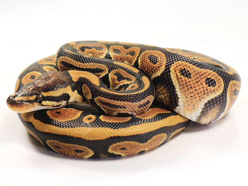 Het Red Axanthic Joppa - Morph List - World of Ball Pythons Het Red Axanthic Joppa - Morph List - World of Ball Pythons