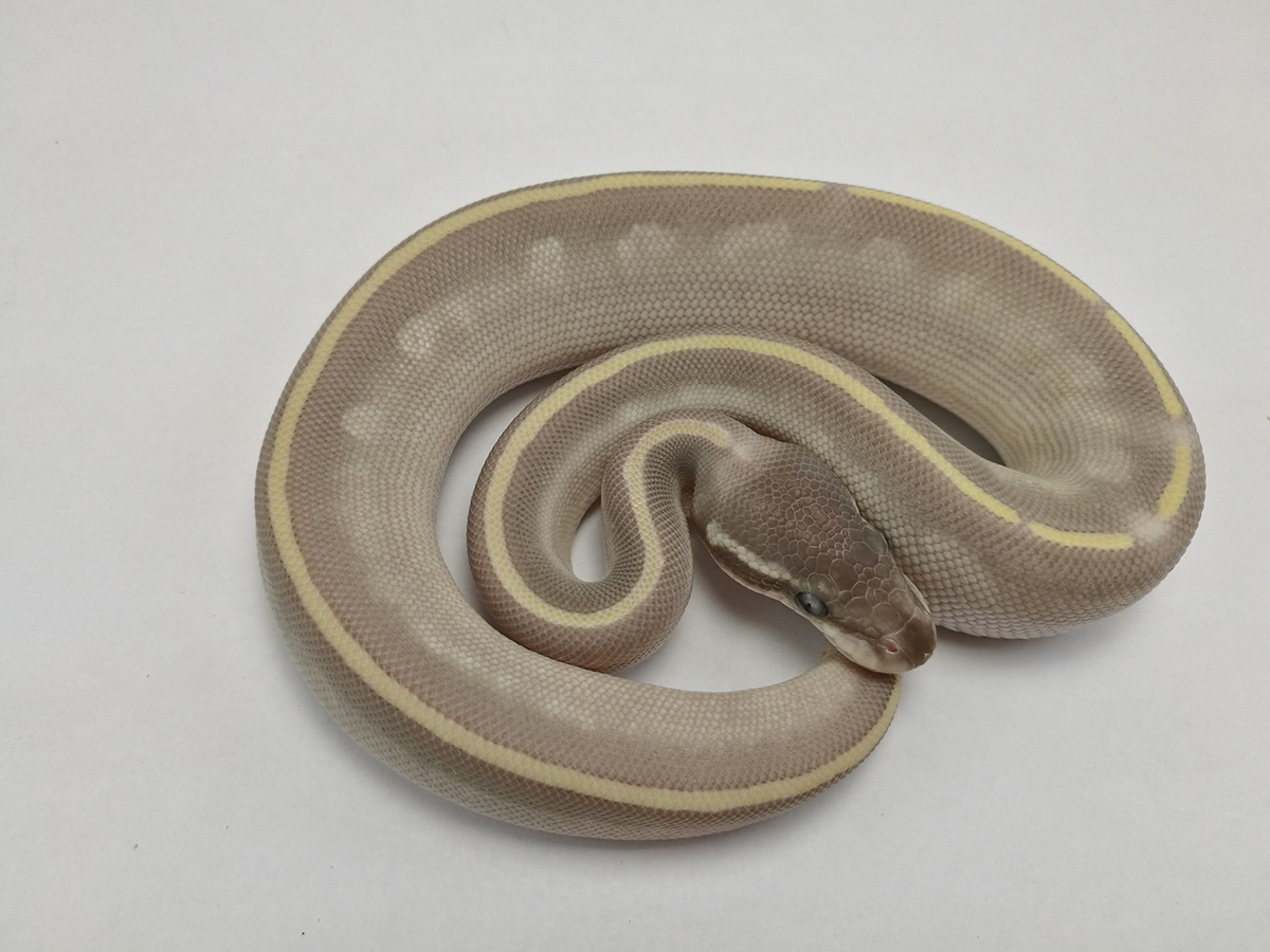 Leopard Mojave Mystic - Morph List - World of Ball Pythons Leopard Mojave Mystic - Morph List - World of Ball Pythons