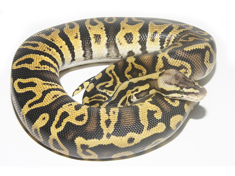 Pastel Leopard Ghi - Morph List - World of Ball Pythons Pastel Leopard Ghi - Morph List - World of Ball Pythons