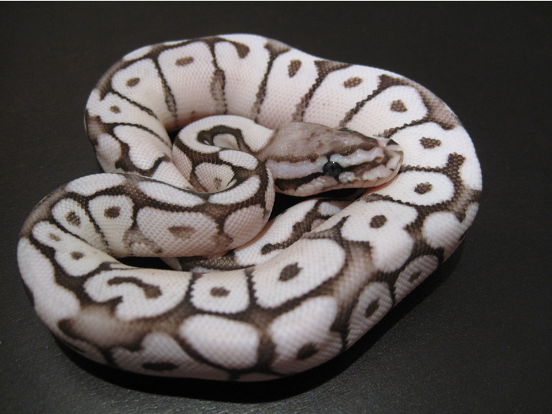 Pastel Mojave Spider Axanthic - VPI Line - Morph List - World of Ball ... Pastel Mojave Spider Axanthic - VPI Line - Morph List - World of Ball ...