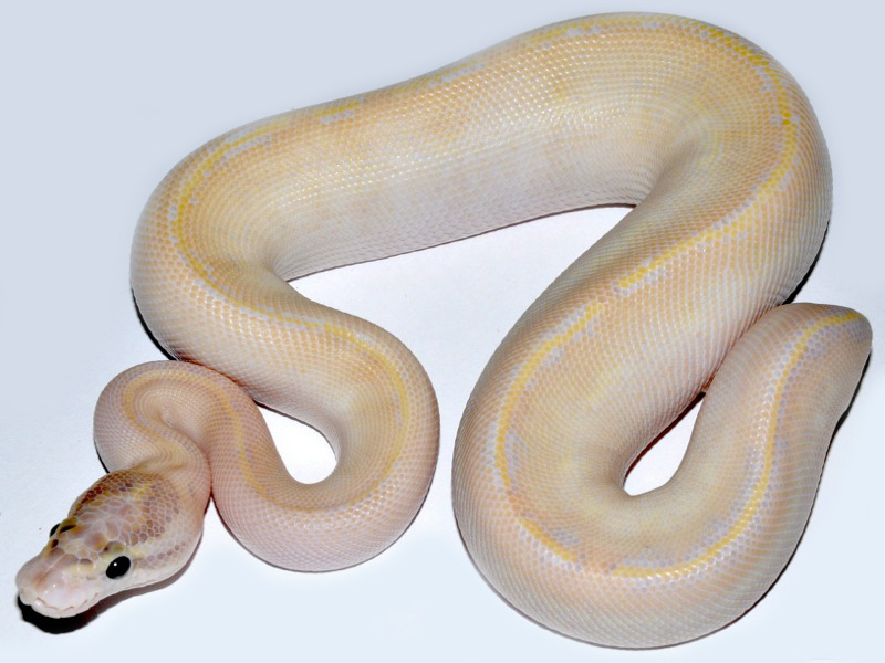 Puma Mojave - Morph List - World of Ball Pythons Puma Mojave - Morph List - World of Ball Pythons