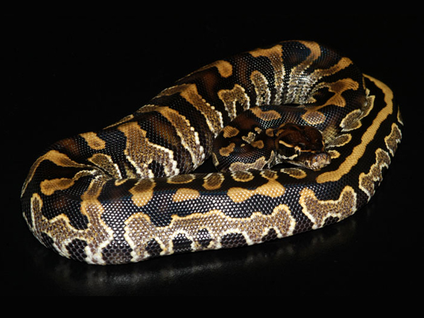 Ball Python Hybrids - Morph List - World of Ball Pythons