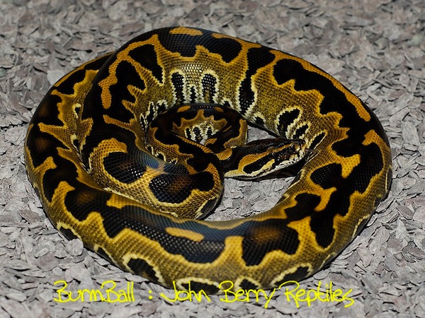 Ball Python Hybrids - Morph List - World of Ball Pythons