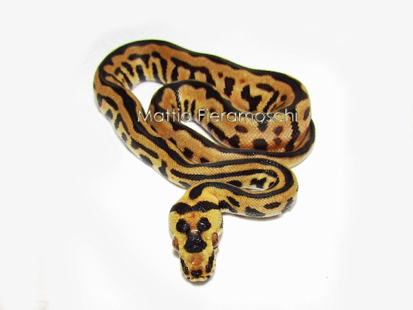 Ball Python X Carpet - Ball Python Hybrids - Morph List - World of Ball ...