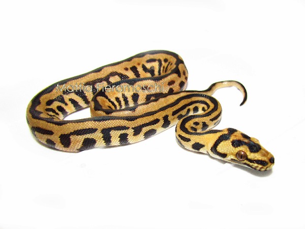 Ball Python X Carpet - Ball Python Hybrids - Morph List - World of Ball ...