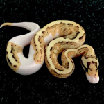 Morph List - World of Ball Pythons