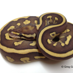 Morph List - World of Ball Pythons