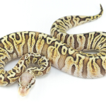 Morph List - World of Ball Pythons