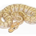 Morph List - World of Ball Pythons